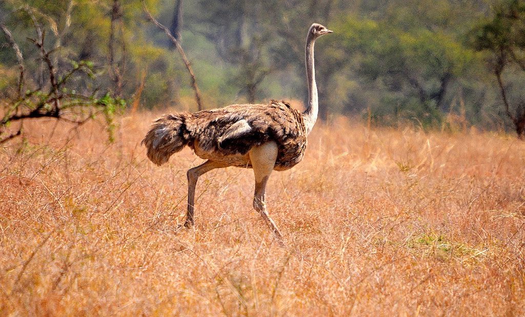 Bird Watching Safaris - uganda birding safaris , uganda tours