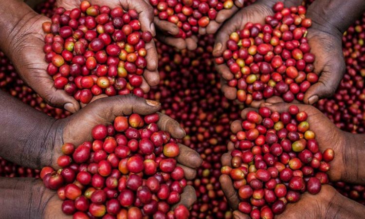 growing coffee in mt elgon - uganda coffee , uganda coffee tours